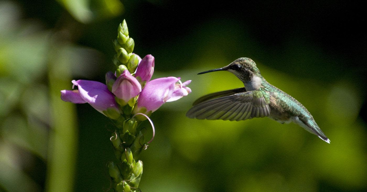 Gardening for Hummingbirds: Online in Glencoe at Chicago