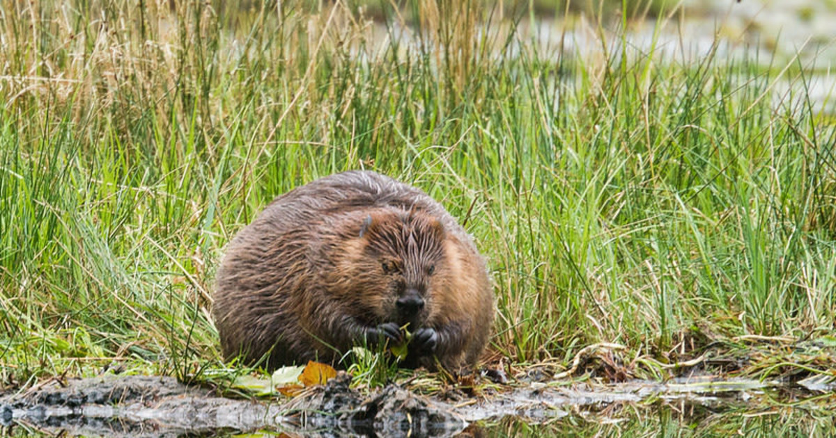 Get to Know a Trail: Beaver Lake in Vancouver at Stanley Park