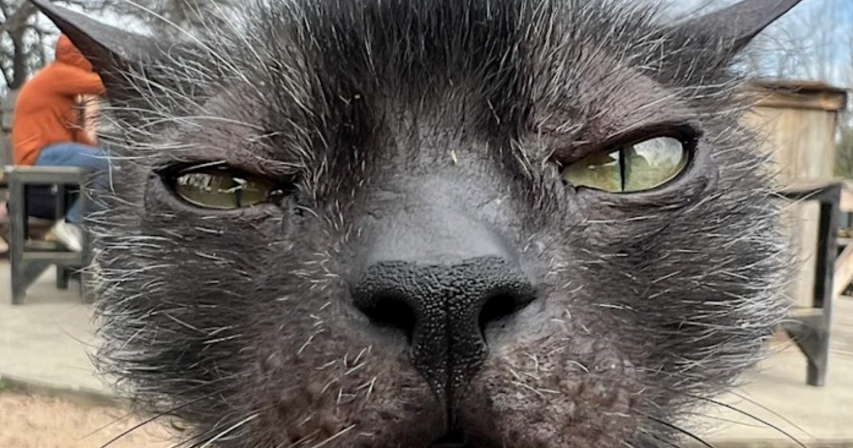 Chupie the Chupacabra's No Meows Given Party in Austin at Kitty