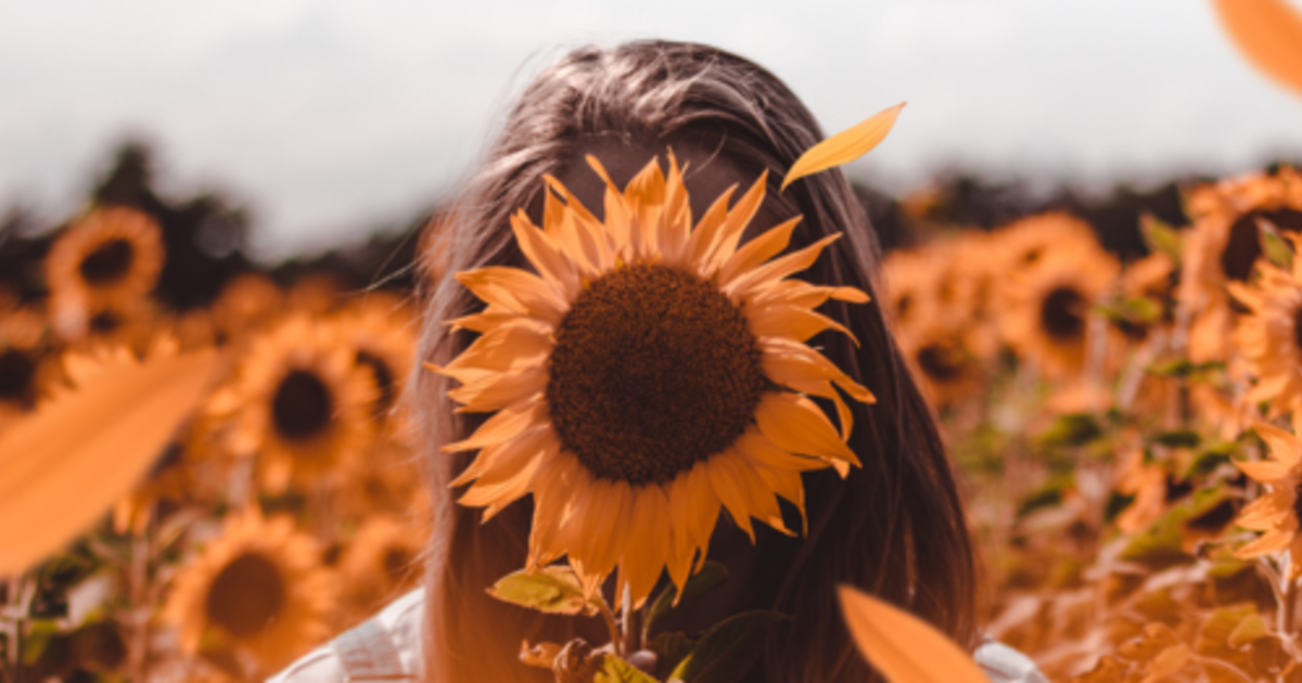 Sunflower Festival in Olathe at KC Wine Co