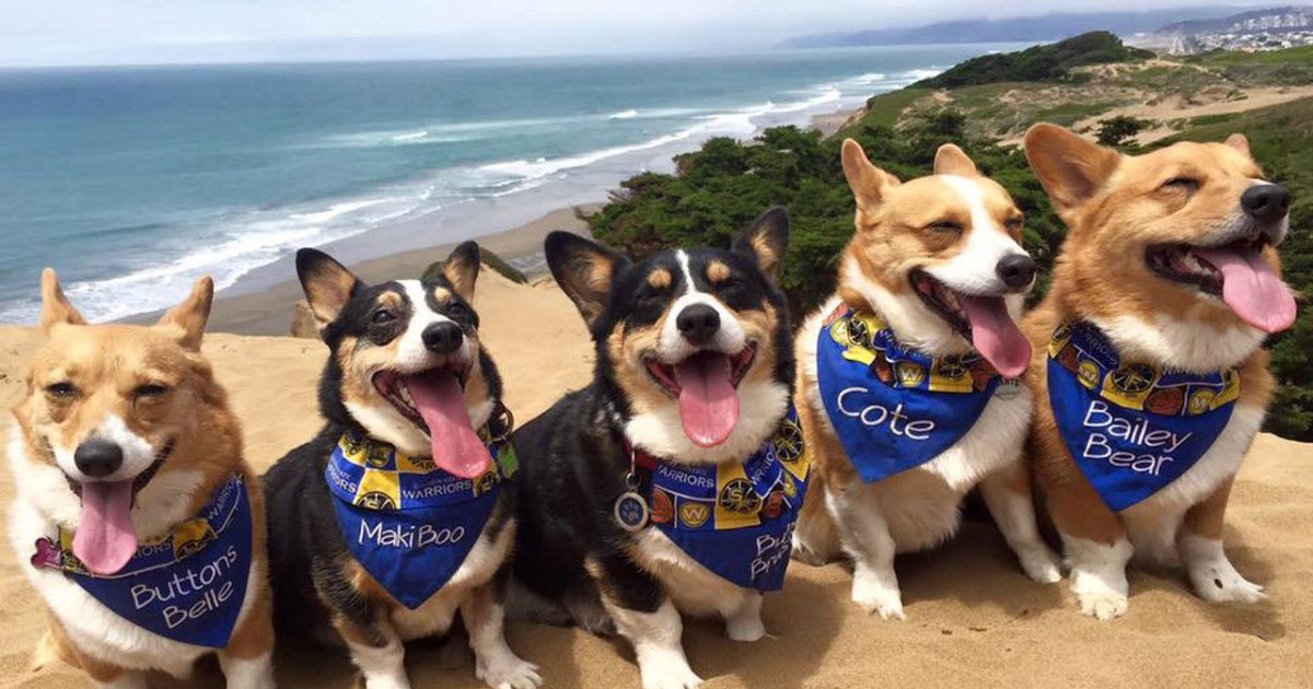 Corgi Con Fall 2019 in SAN FRANCISCO at Ocean Beach