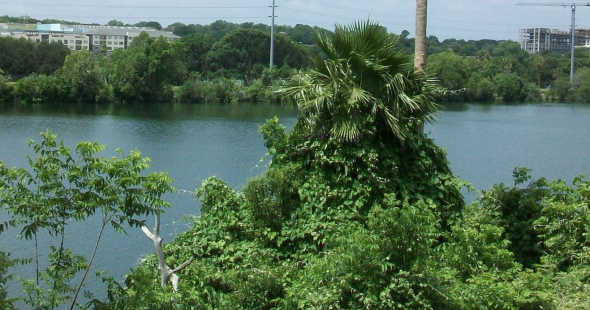 Fiesta Austin Cinco de Mayo in Austin at Fiesta Gardens