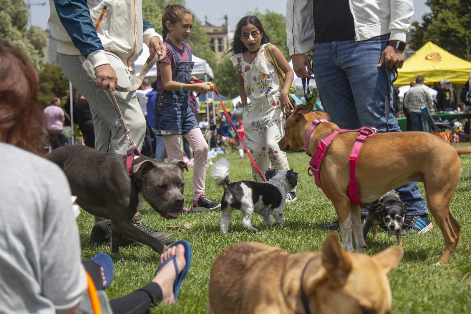 17th Annual Dogfest 2024 in San Francisco at Duboce Park