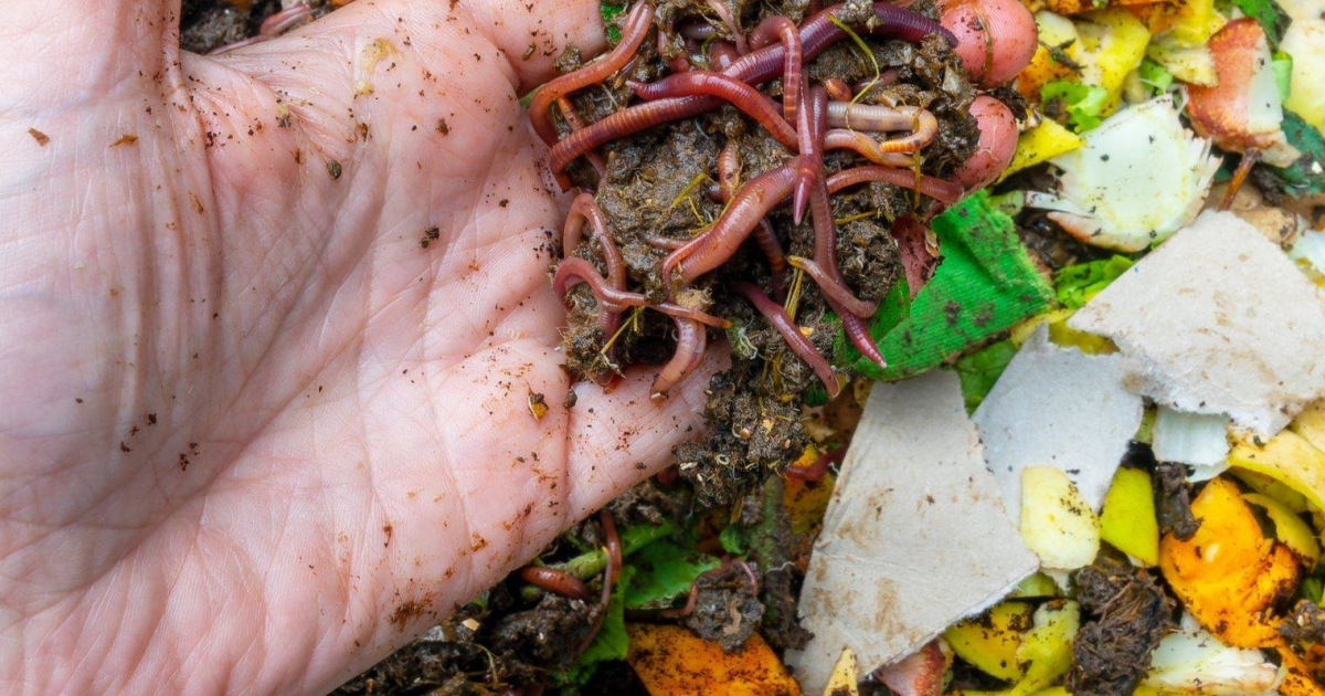 QUICK AND DIRTY: intro to worm composting in Kansas City at Blip