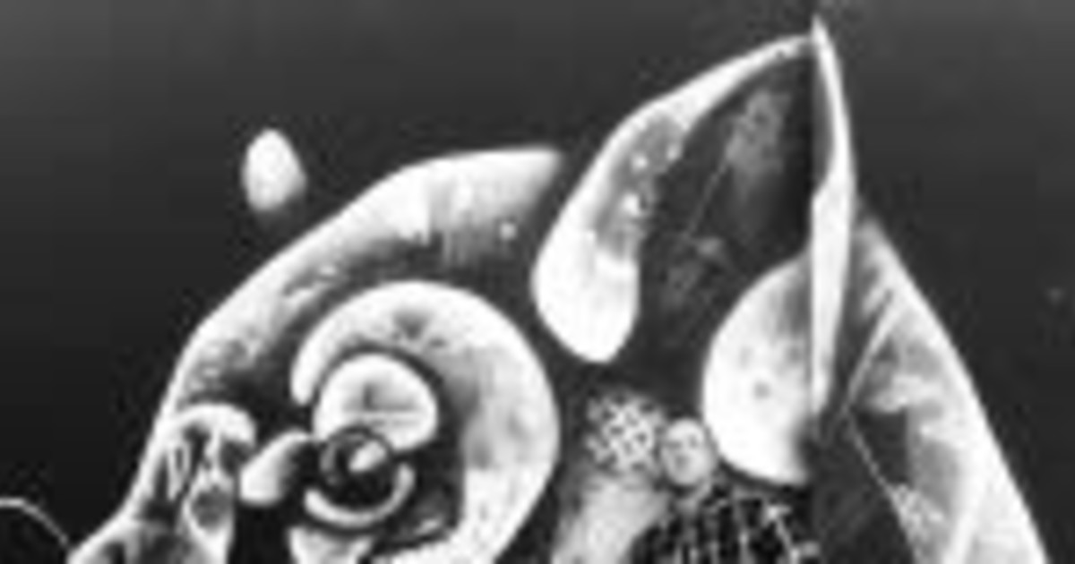 American Swine • Medusa Complex • Requiem Rust • Amob in San