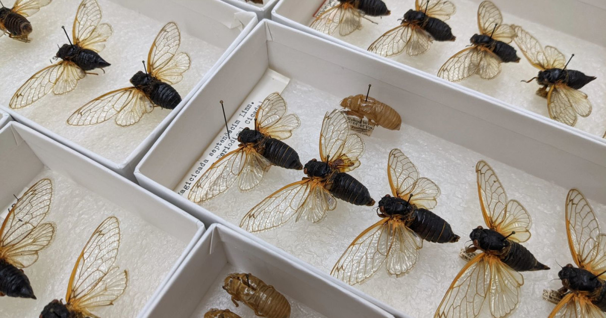 Meet a Scientist Cicada Series: Elizabeth Postema in Chicago at