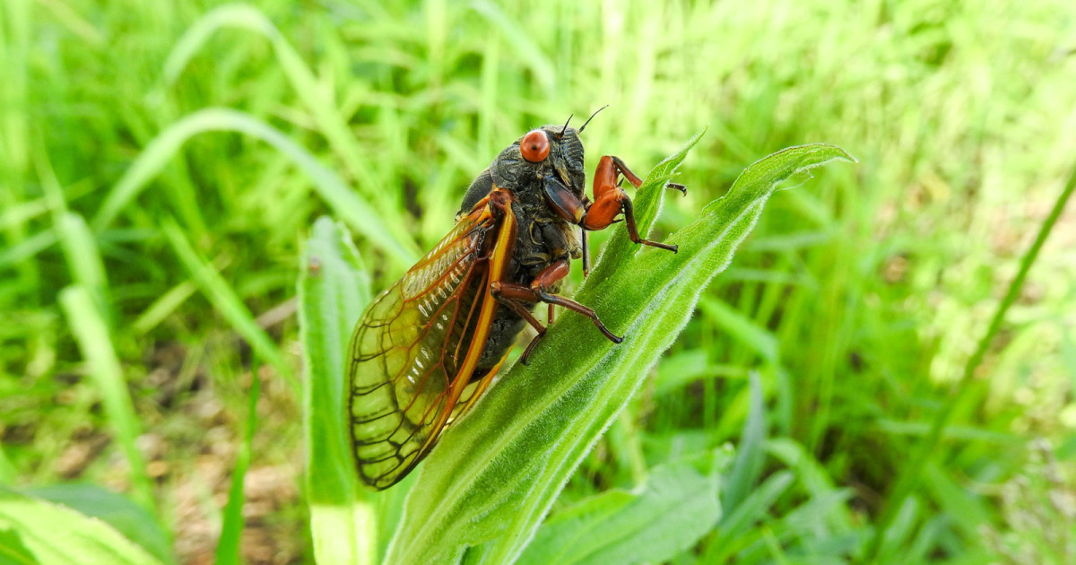 Insect Pinning 101 - Cicadas! in Chicago at Notebaert Nature