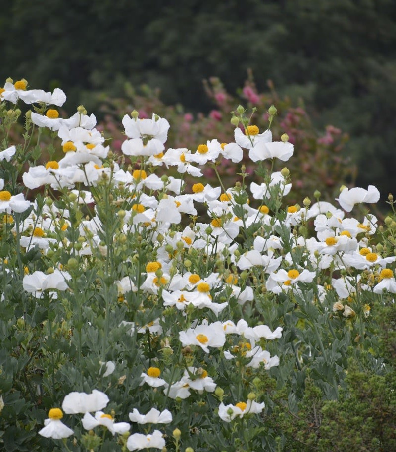 LA Arboretum Free Day September 2019 in Arcadia at LA County