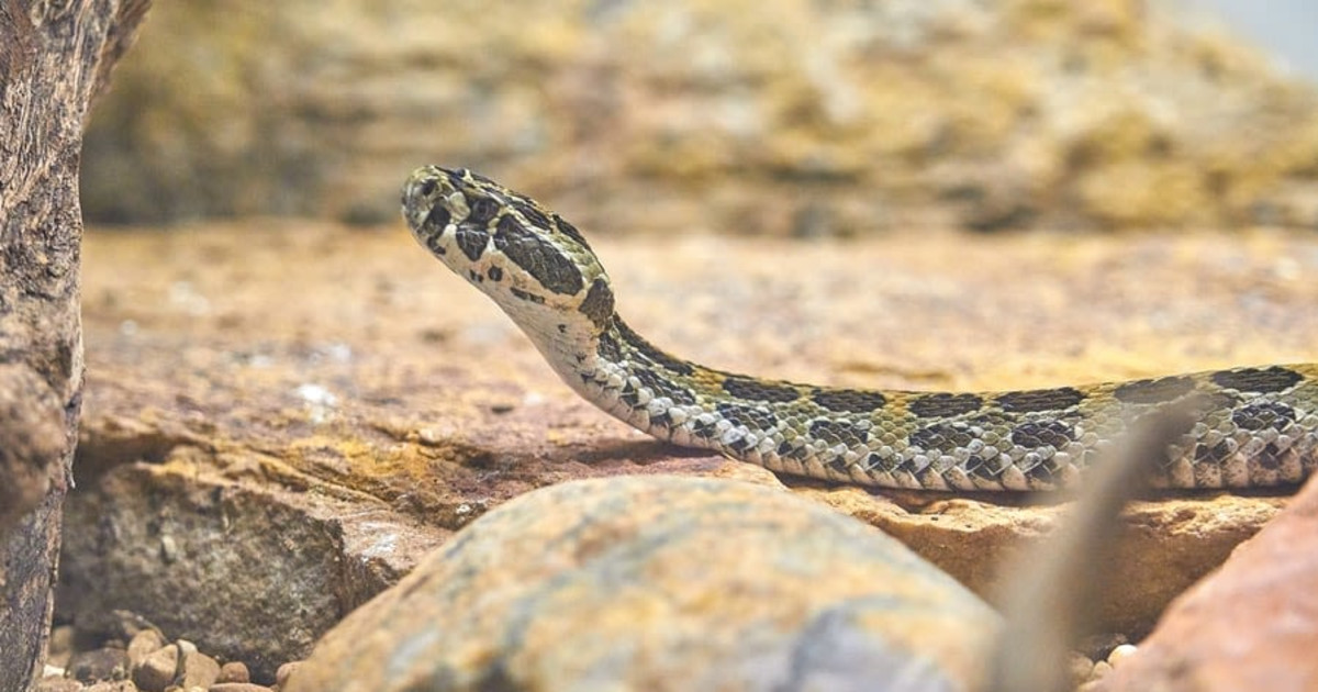Hot Snakes with Spells in Denver at Oriental Theater
