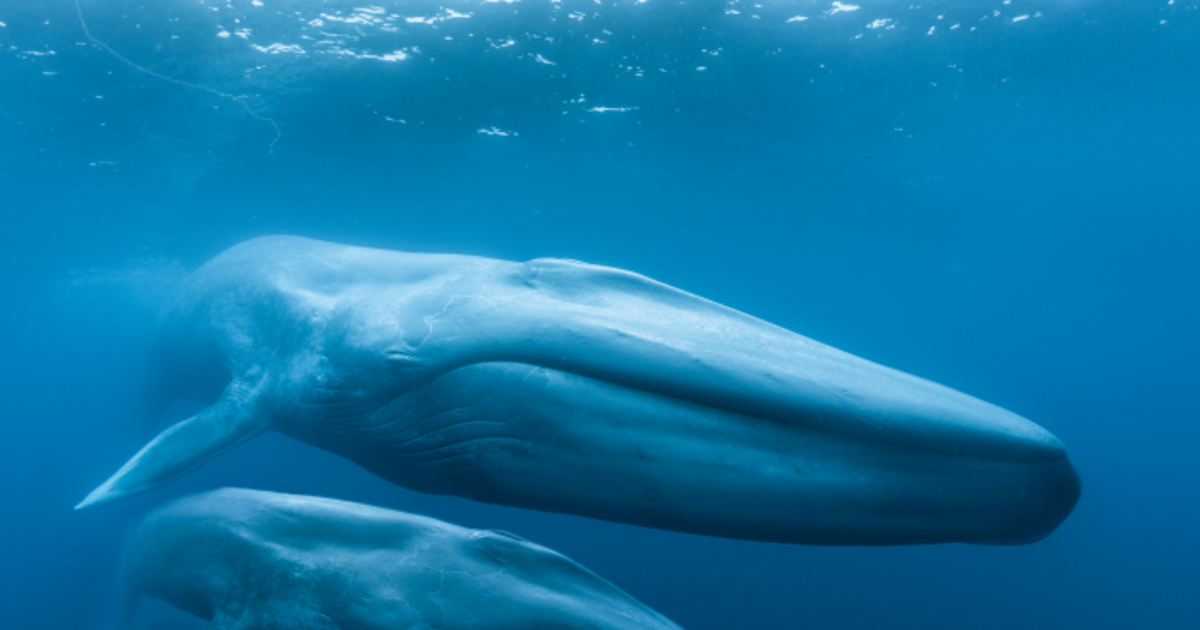 Blue Whales in Portland at Oregon Museum of Science & Industry