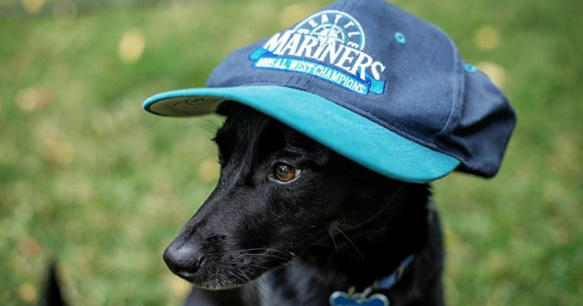 A Dog's Guide To Seattle