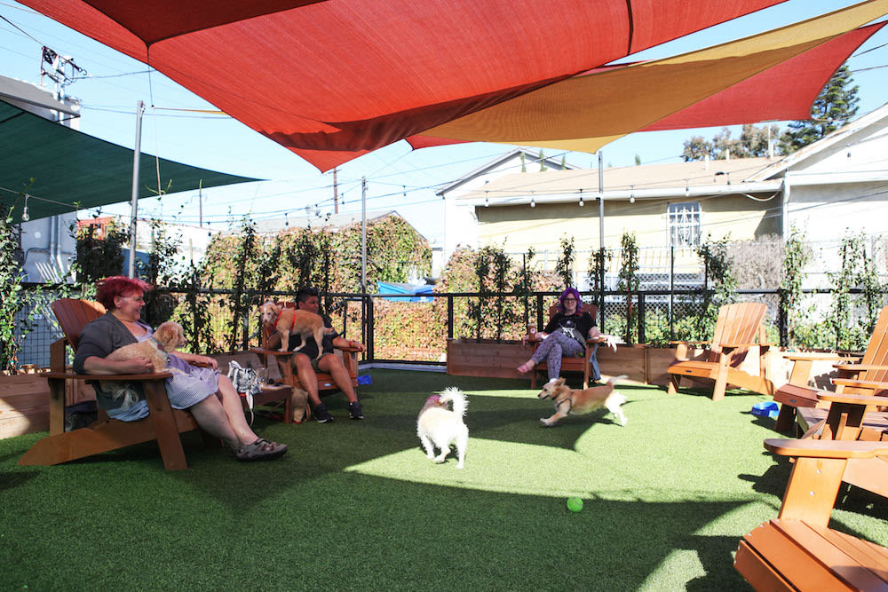 Dog-Friendly Guide To LA