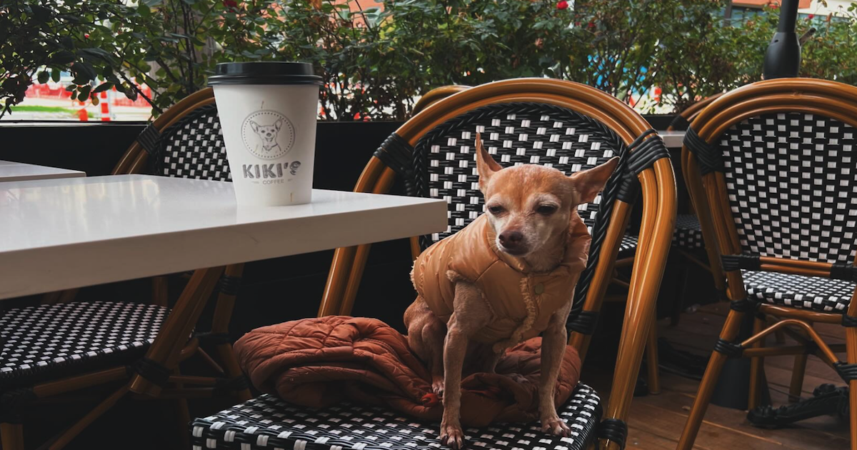dog friendly cafe