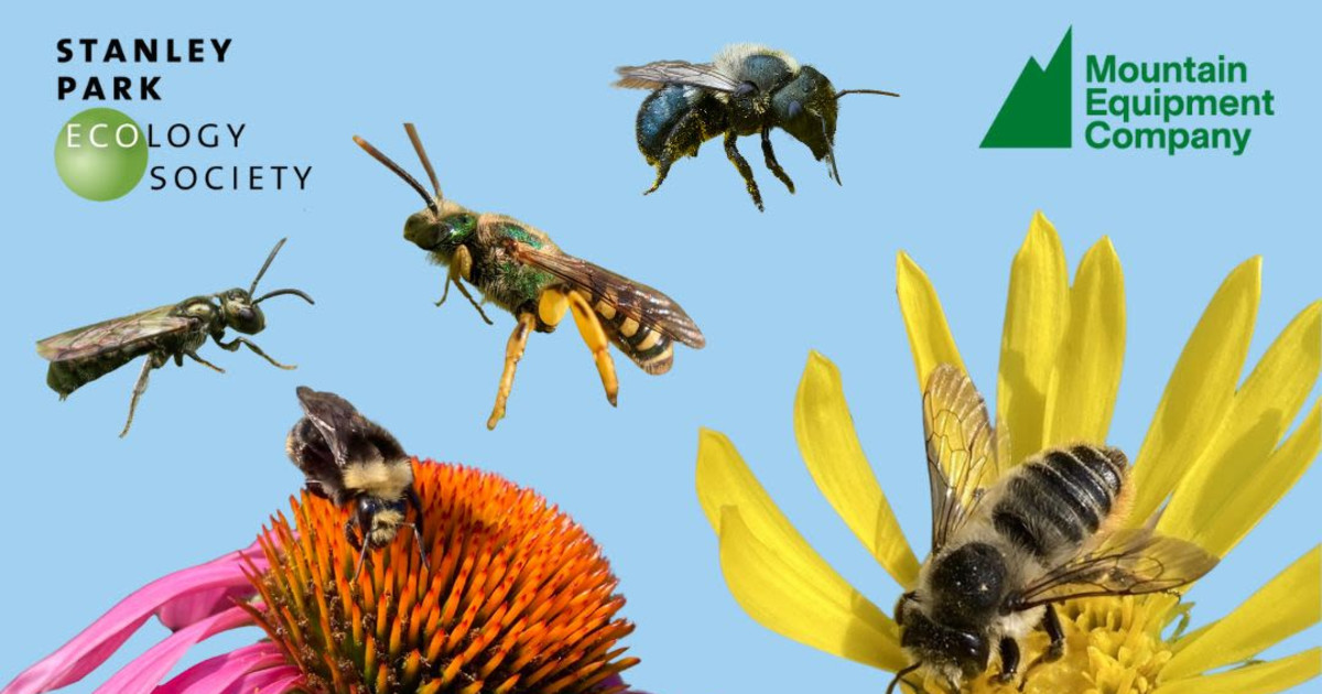 CANCELLED – Discover the Buzz: Native Bees 101 in Vancouver at MEC