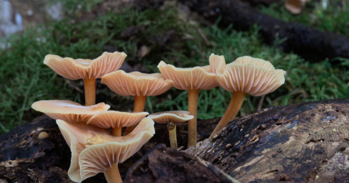Fungi: Web of Life in Portland at Oregon Museum of Science