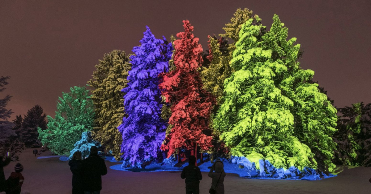 Illumination: Tree Lights in Lisle at The Morton Arboretum