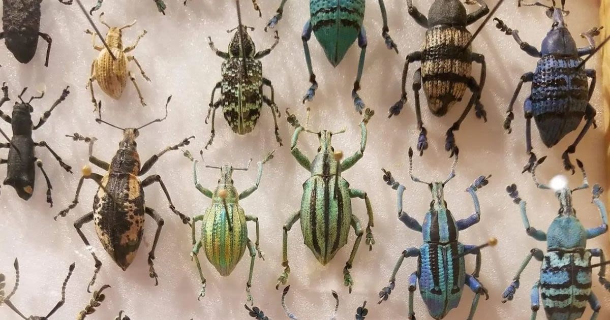 Beetle Pinning Workshop in Chicago at The Insect Asylum