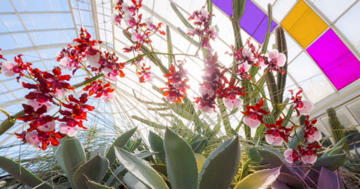 The Orchid Show: Mexican Modernism in Bronx at New York Botanical