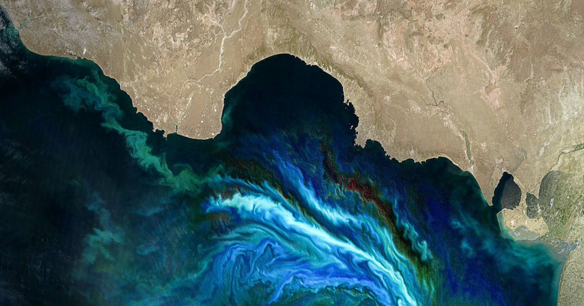 Earth's Key Creature is Invisible - But Seen from Space?!