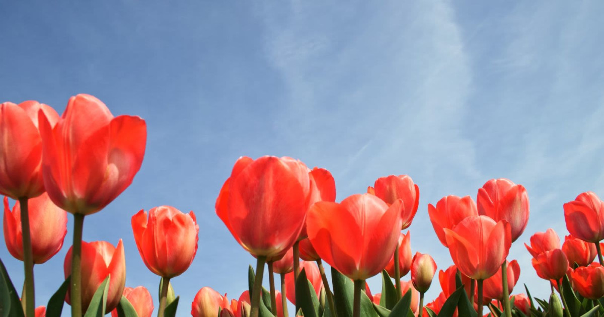Tulip Day: 80,000 Free Tulips in Union Square in San Francisco at
