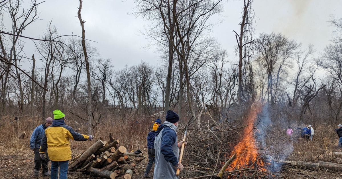 Where the Wild Things Grow - LaBagh Woods Workday in Chicago at
