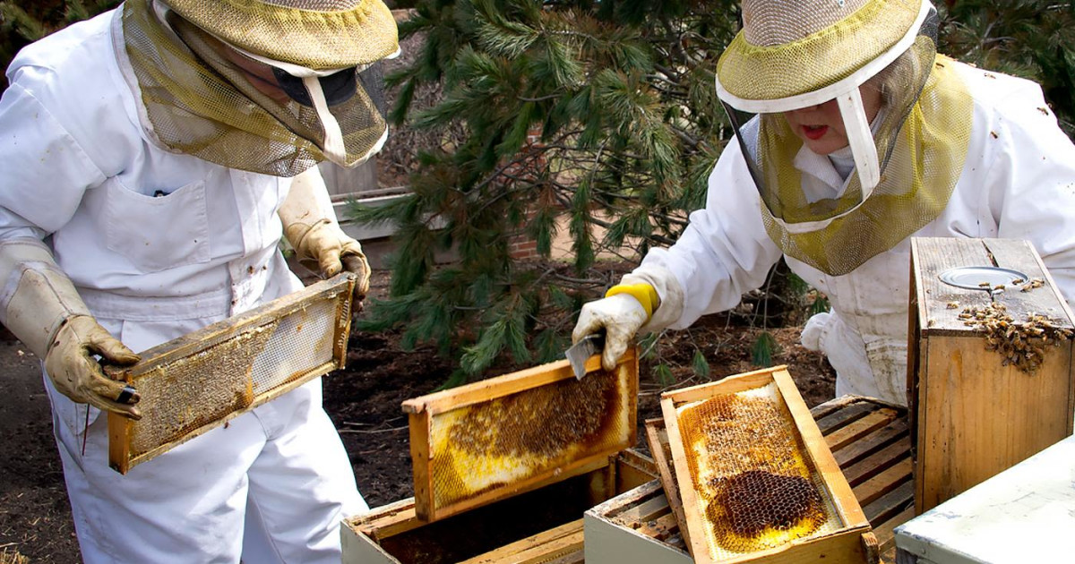 Introduction to Beekeeping in Glencoe at Chicago Botanic Garden
