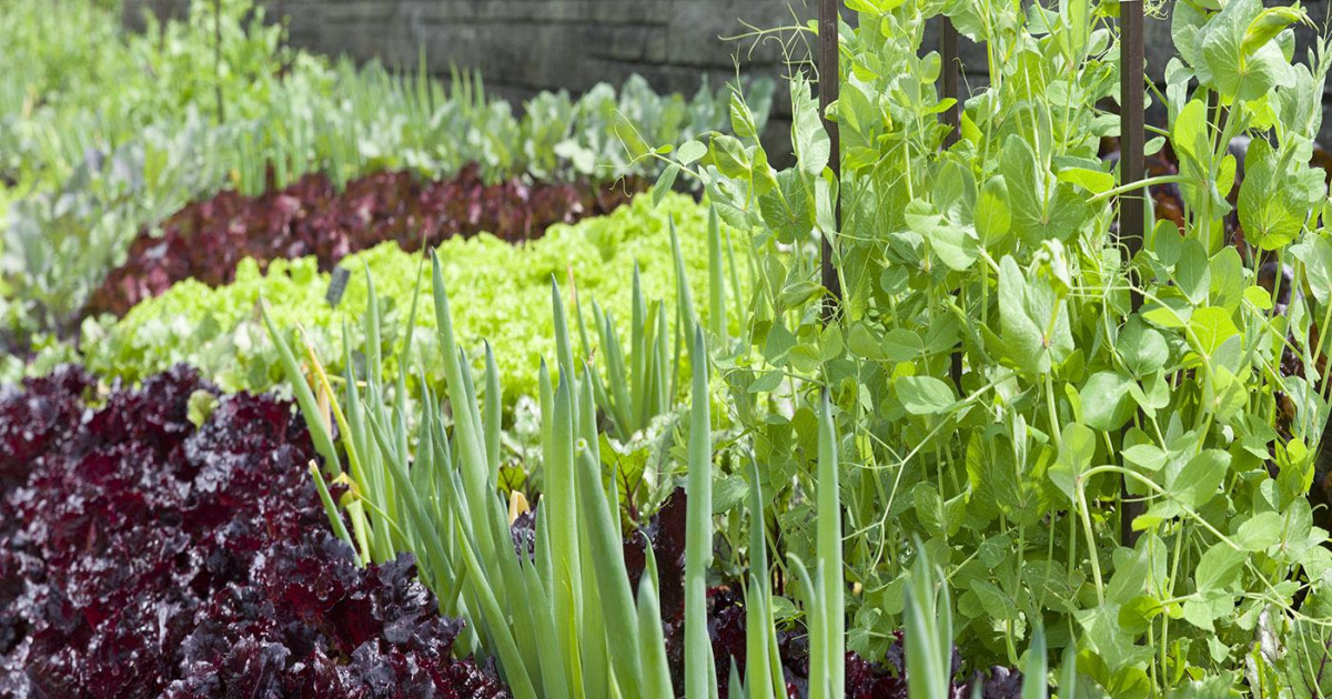 Spring Vegetable Growing: Online in Glencoe at Chicago Botanic