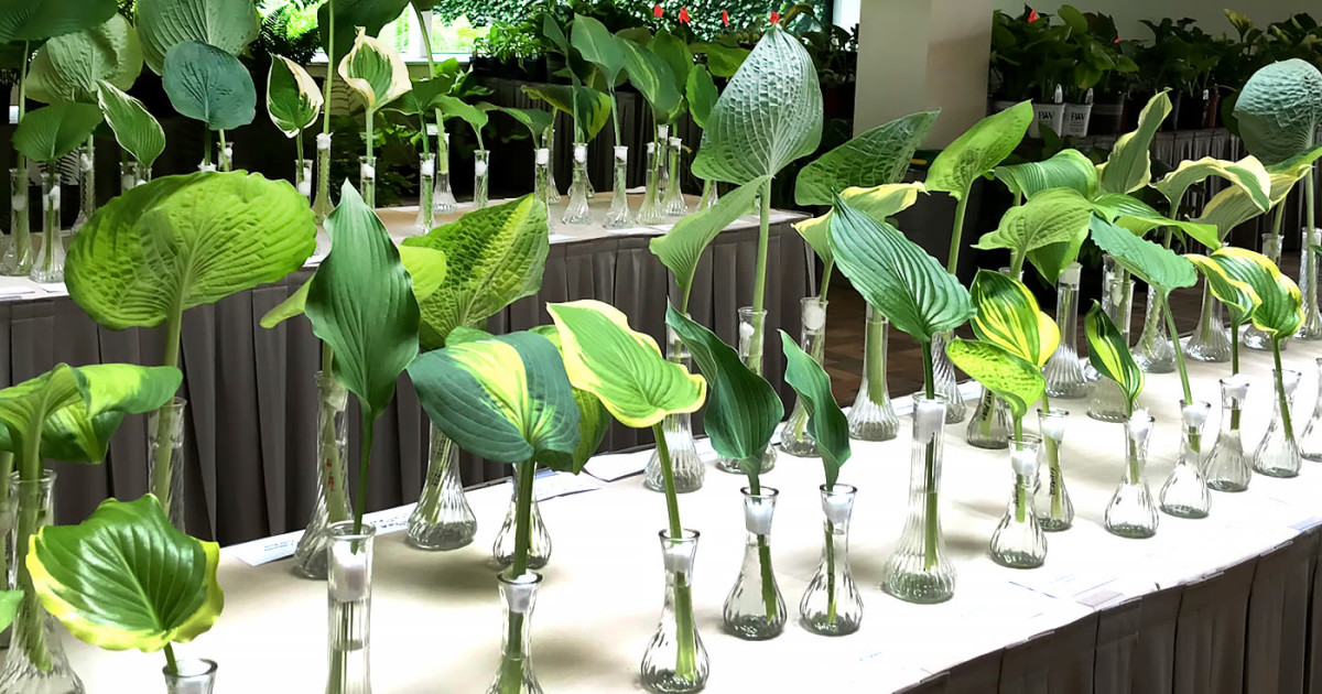 Northern Illinois Hosta Society Display & Sale in Glencoe at