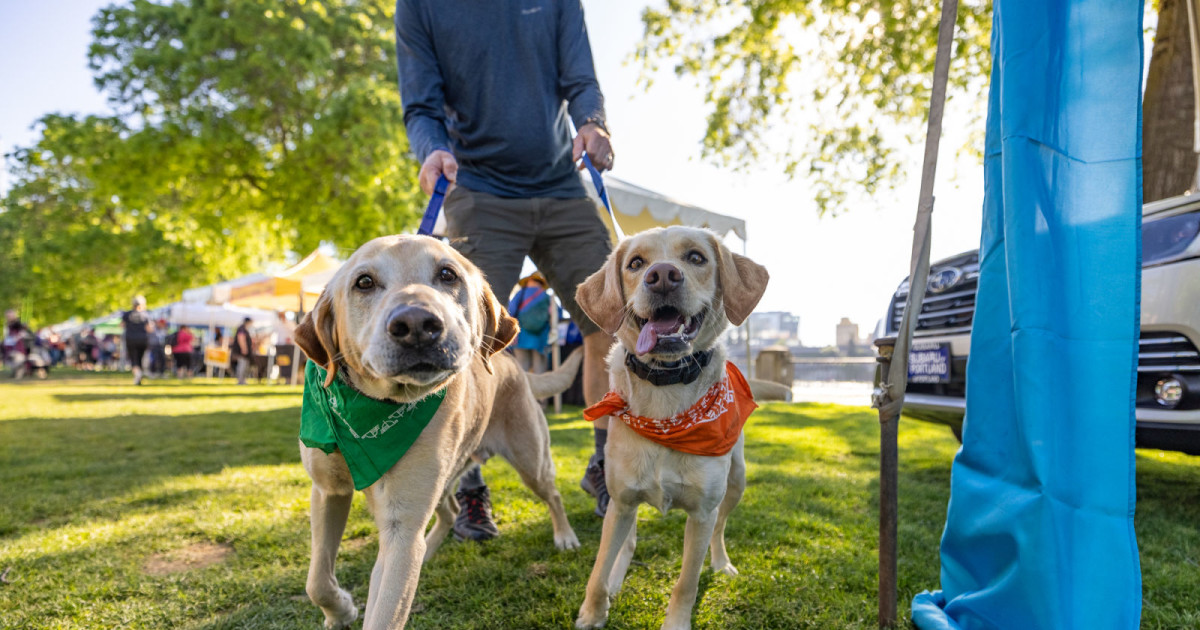 Doggie Dash Portland by Oregon Humane Society in Portland at Tom