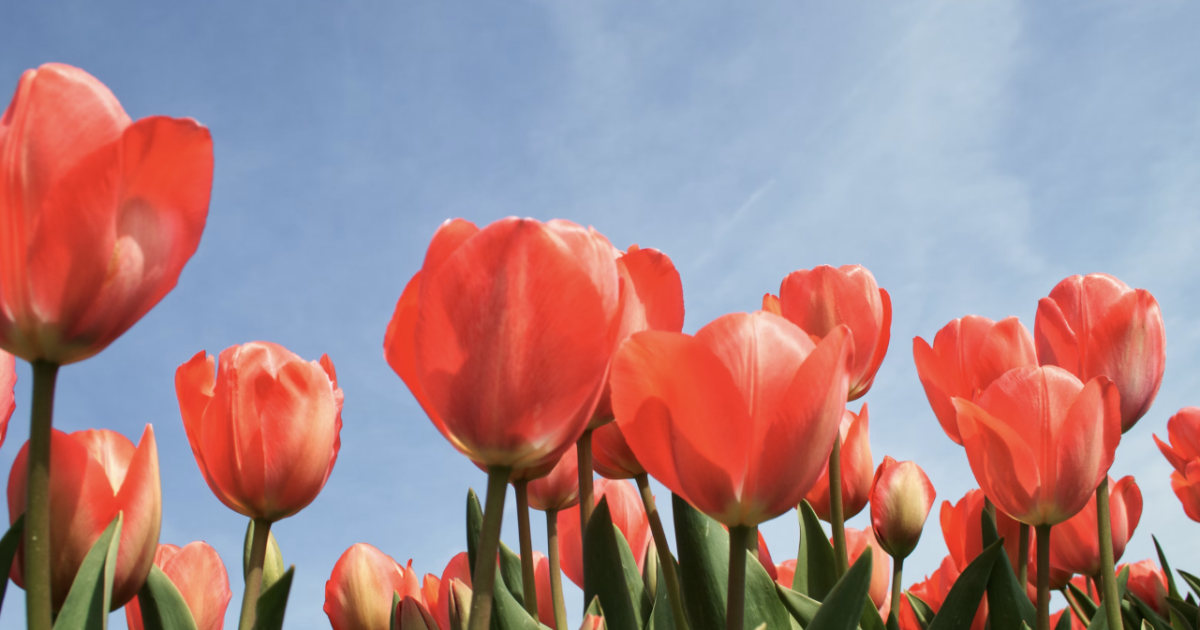 Abbotsford Tulip Festival in Abbotsford at Lakeland Flowers