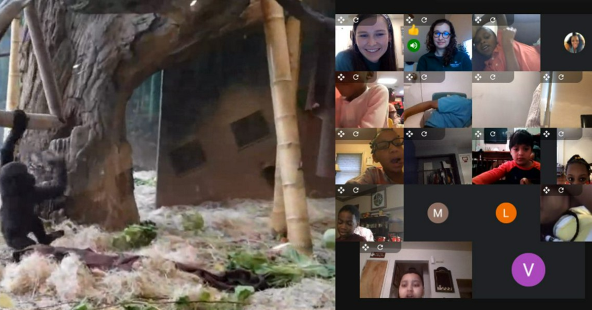 Zoo Investigations in Chicago at Lincoln Park Zoo