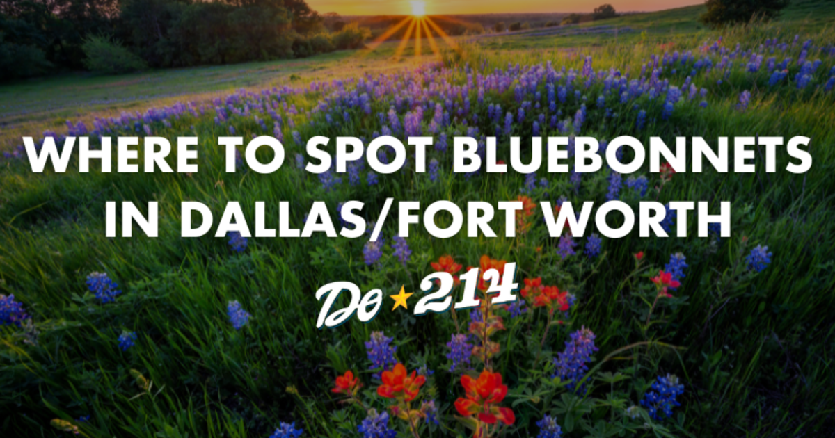 Where To Spot Bluebonnets in Dallas/Fort Worth
