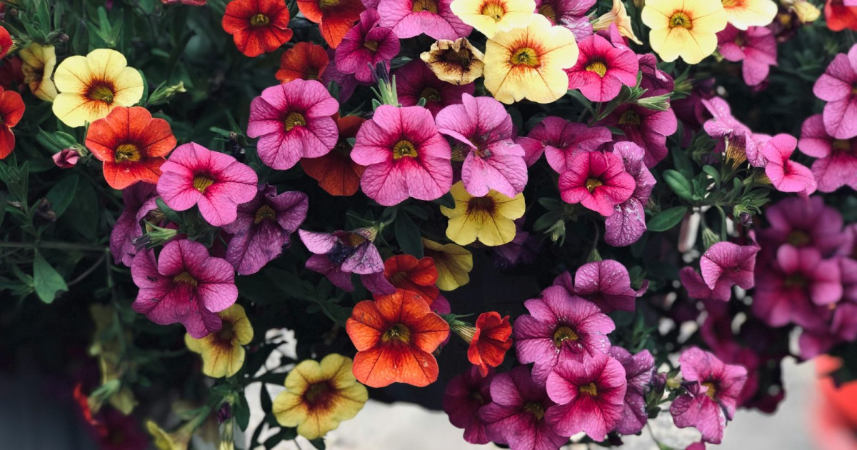 Firefly: A Petunia Party in Chicago at Andersonville