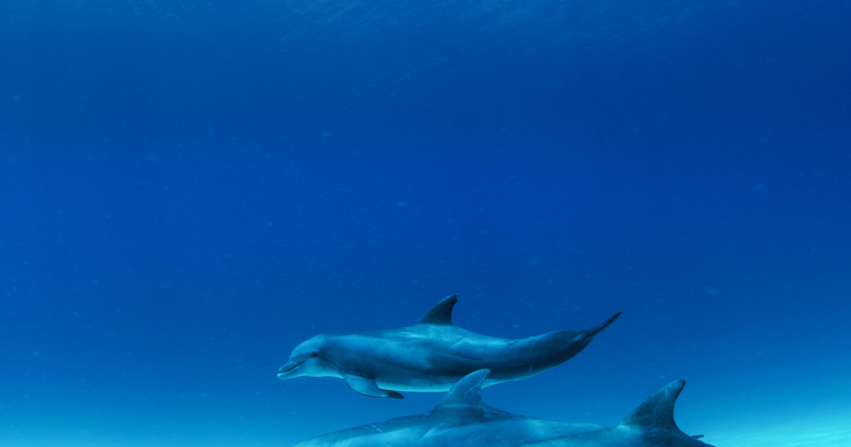 IMAX: Call of the Dolphins in Victoria at Royal BC Museum: IMAX