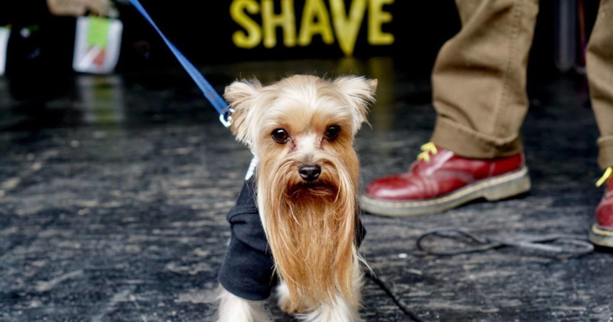 6th Annual Dog Beard and Moustache Competition in Austin at The