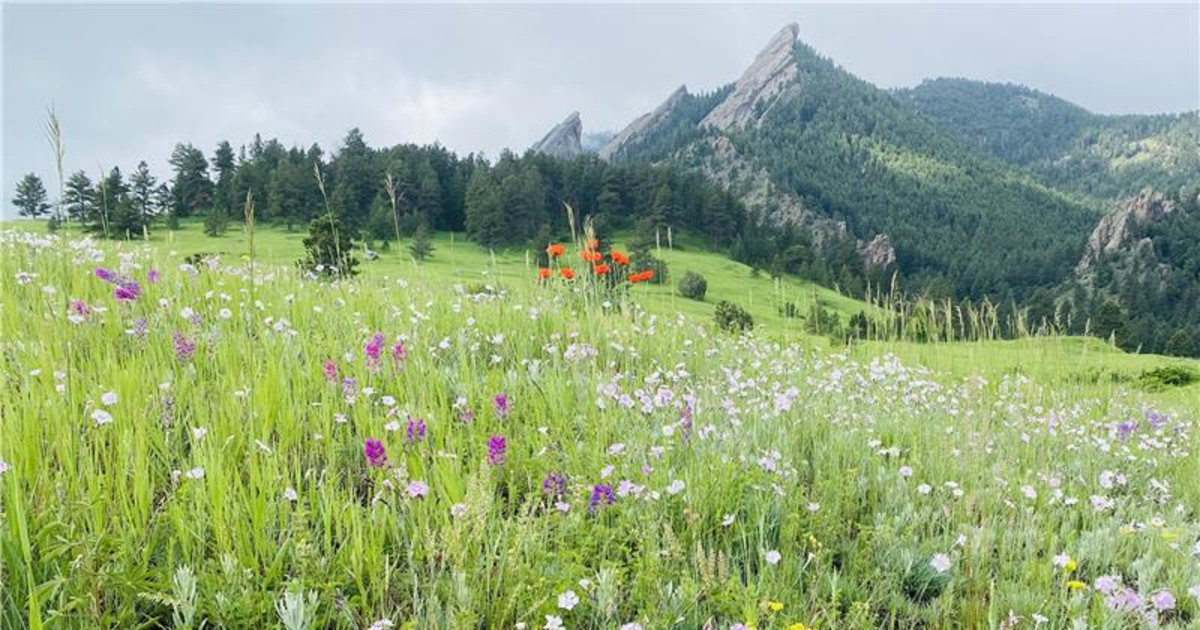 Wildflower Hike in Denver & Boulder at Academic Hall