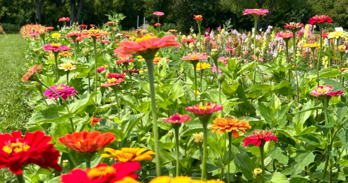 Blossom Ridge U-Cut Flowers in Harvard at Royal Oak Farm Orchard