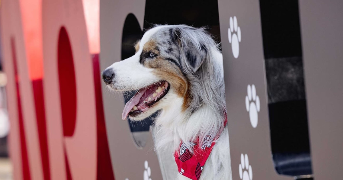 Pup City in Portland at Moda Center