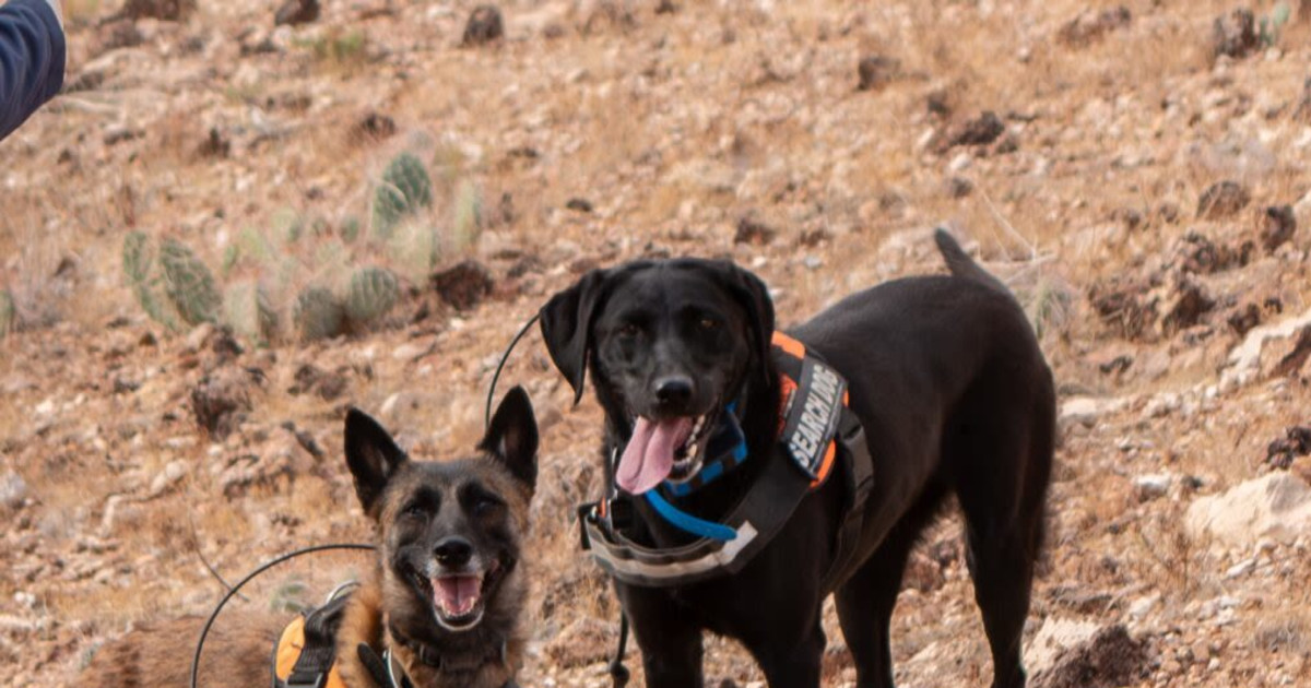 Cactus and Canines: Using Ecological Scent Detection Dogs to Aid