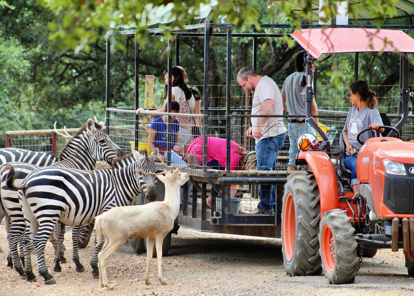Drive-Thru Zoos & Safari Parks Near Austin