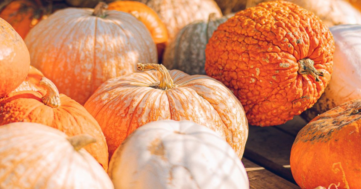 LINCOLN PARK ZOO: FALL FEST in Chicago at Lincoln Park Zoo