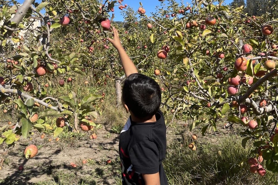 Where to Go Apple Picking Around the Bay