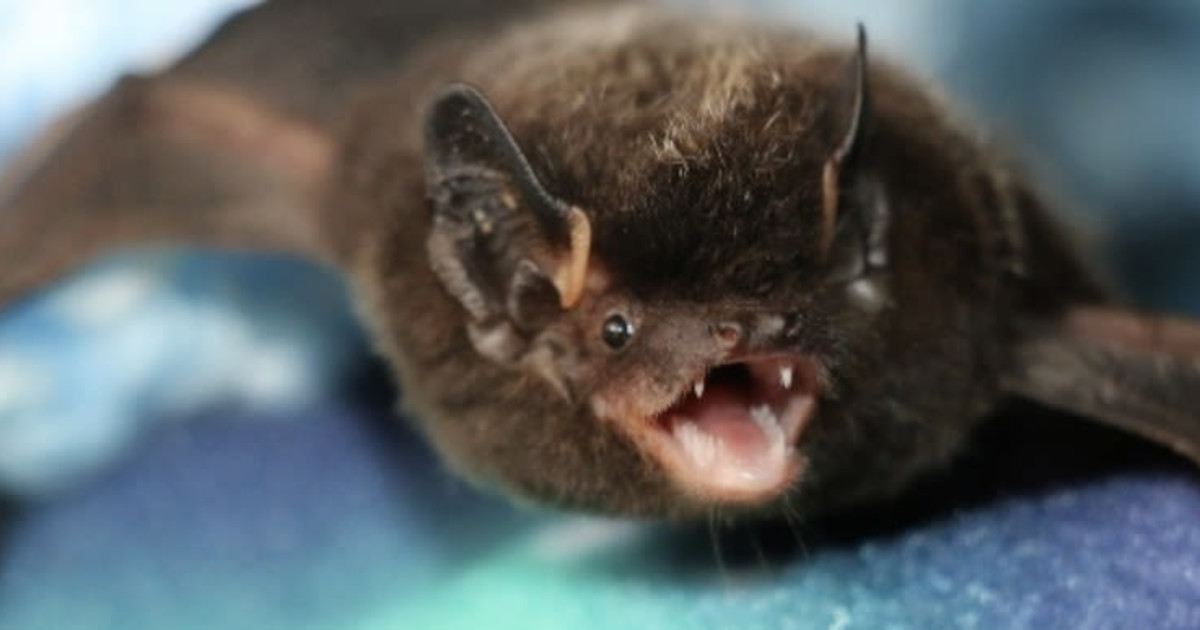 Kentucky Bat Festival in Louisville at Louisville Slugger Field