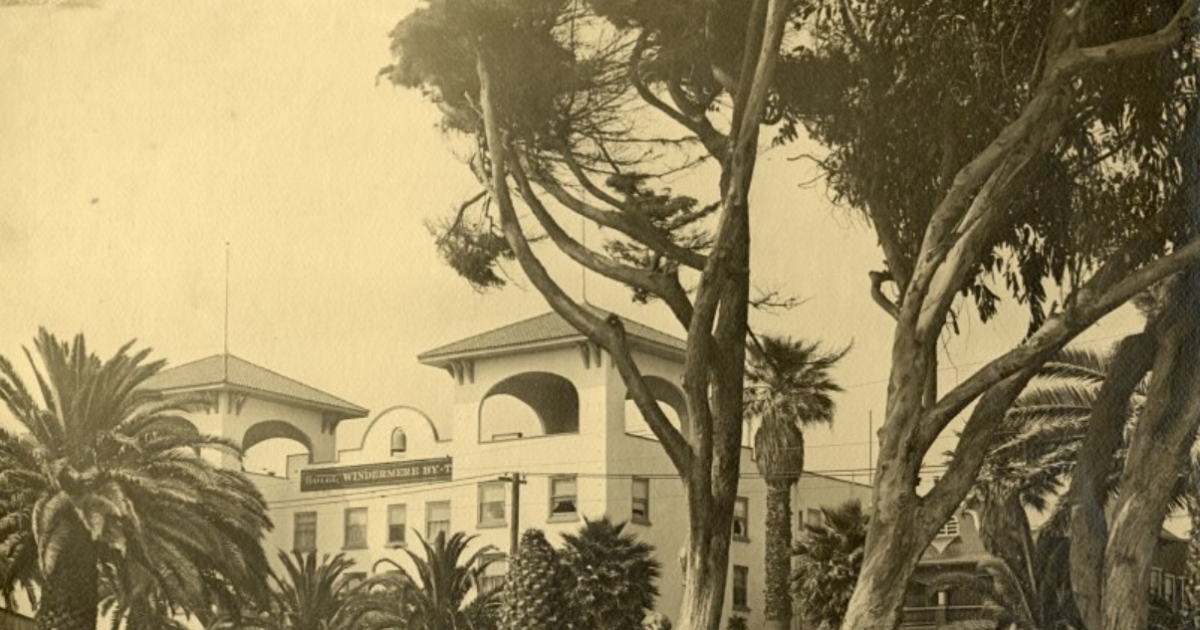 Roots and Branches: A Tree’s View of Santa Monica in Santa Monica