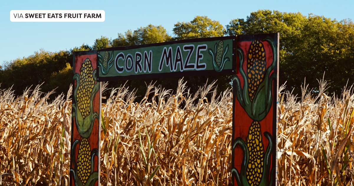 Corn Mazes Near Austin