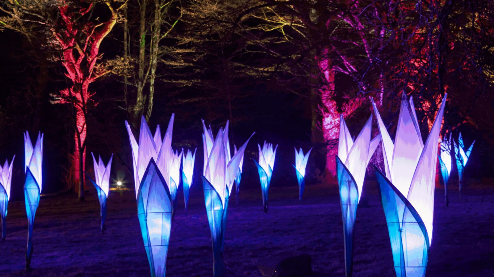 Lightscape in San Francisco at San Francisco Botanical Garden