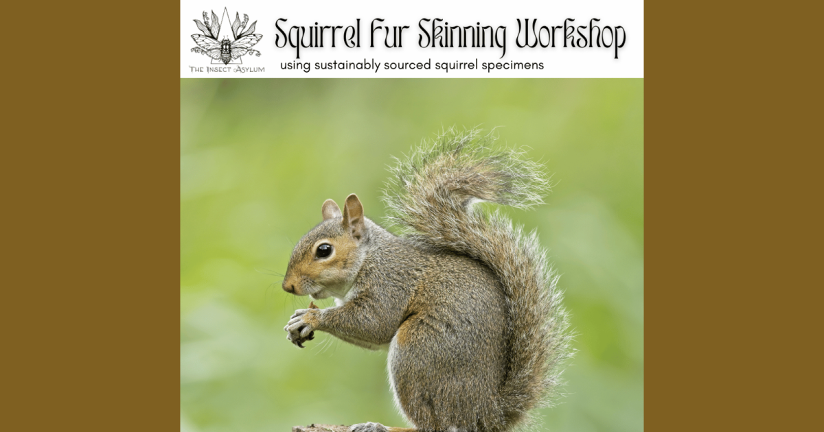 Squirrel Fur Skinning Workshop in Chicago at The Insect Asylum