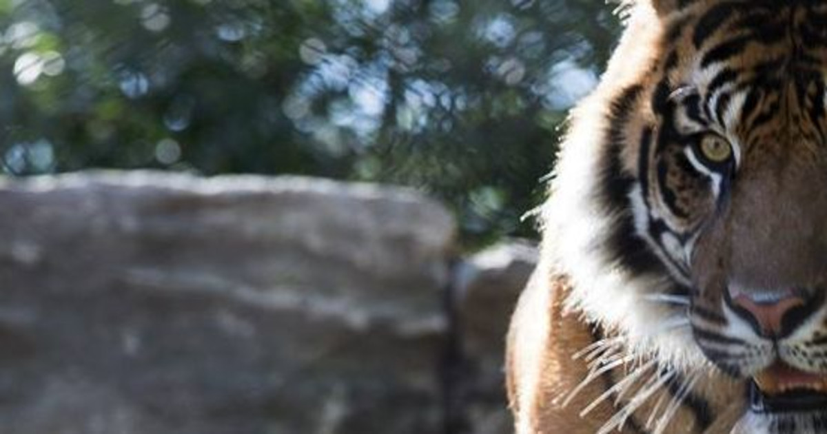 Glowild: Time Traveler in Kansas City at Kansas City Zoo
