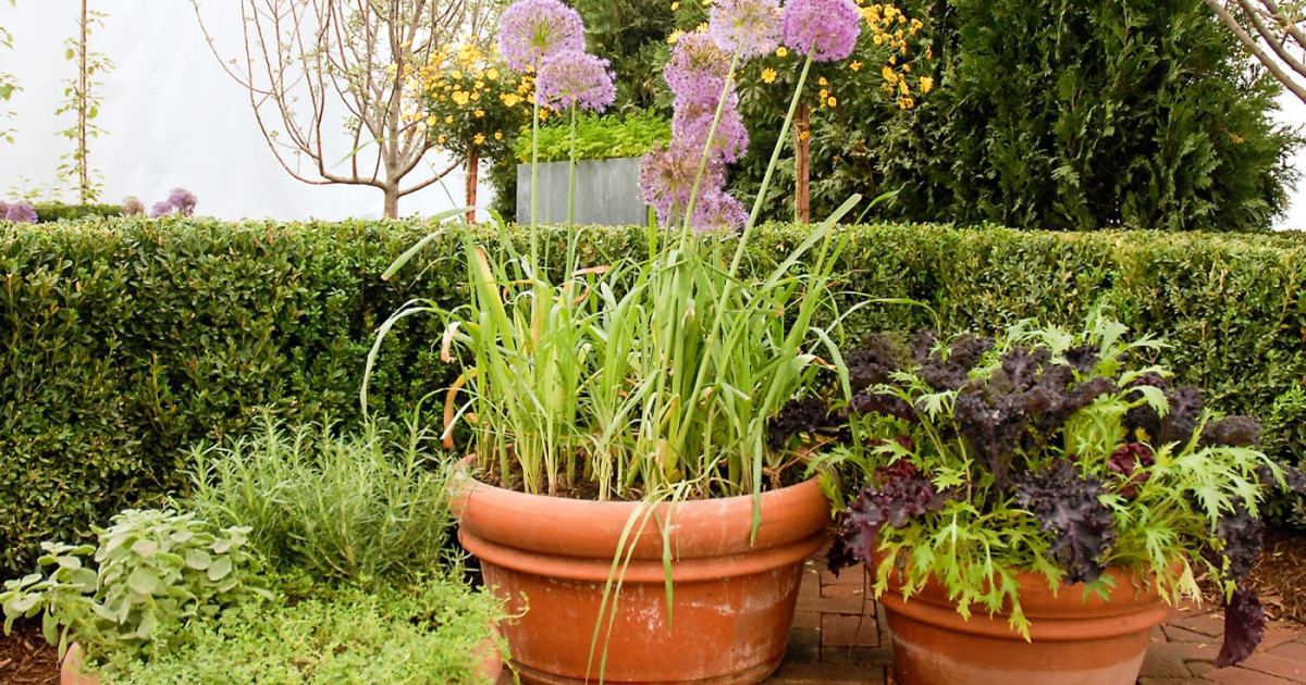 Small Space Gardening | Online in Glencoe at Chicago Botanic