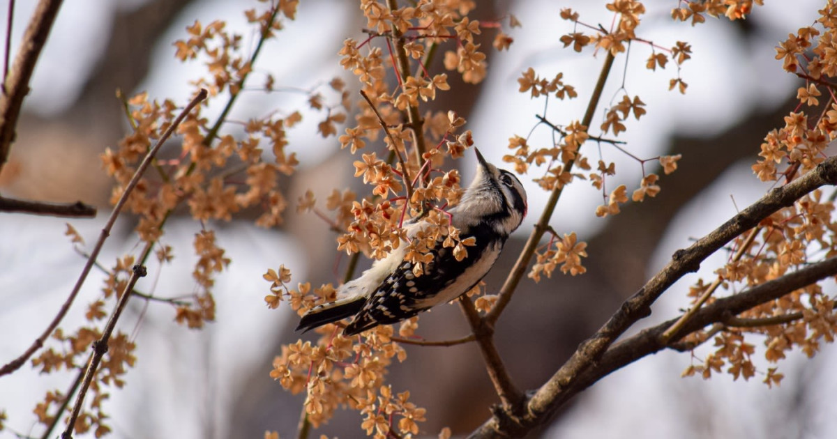 Winter Roving Birdwatch in River Forest at Cook Country Forest